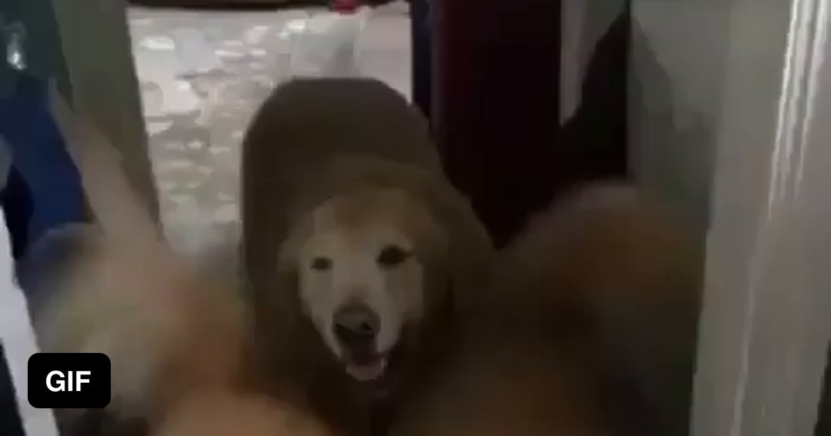 Pupper going through the good-boy dubbing ceremony - 9GAG