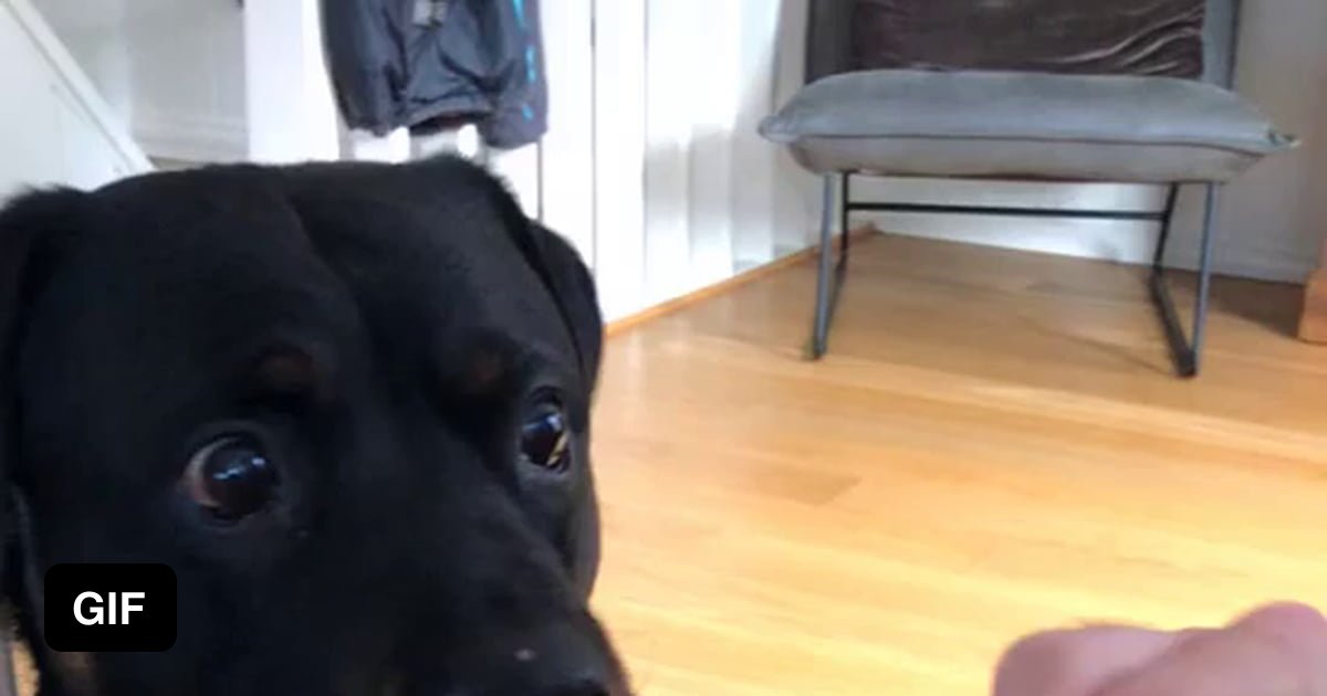 Doggo drools for her dessert - 9GAG