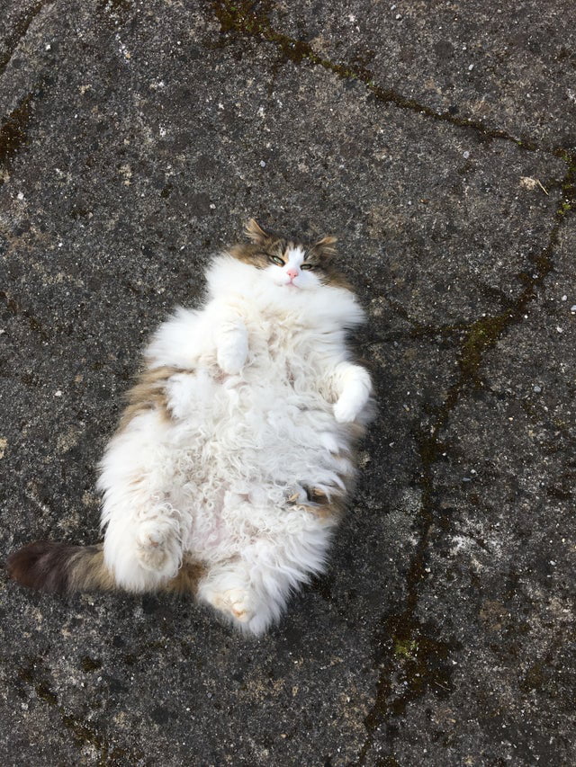 Fluffy chonker - 9GAG