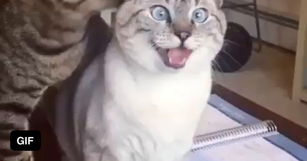 Sweet dopey cat - 9GAG