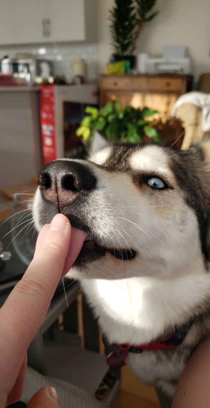 She blep me when I tried to boop her snoot. Ig: cleo_the_husky - 9GAG