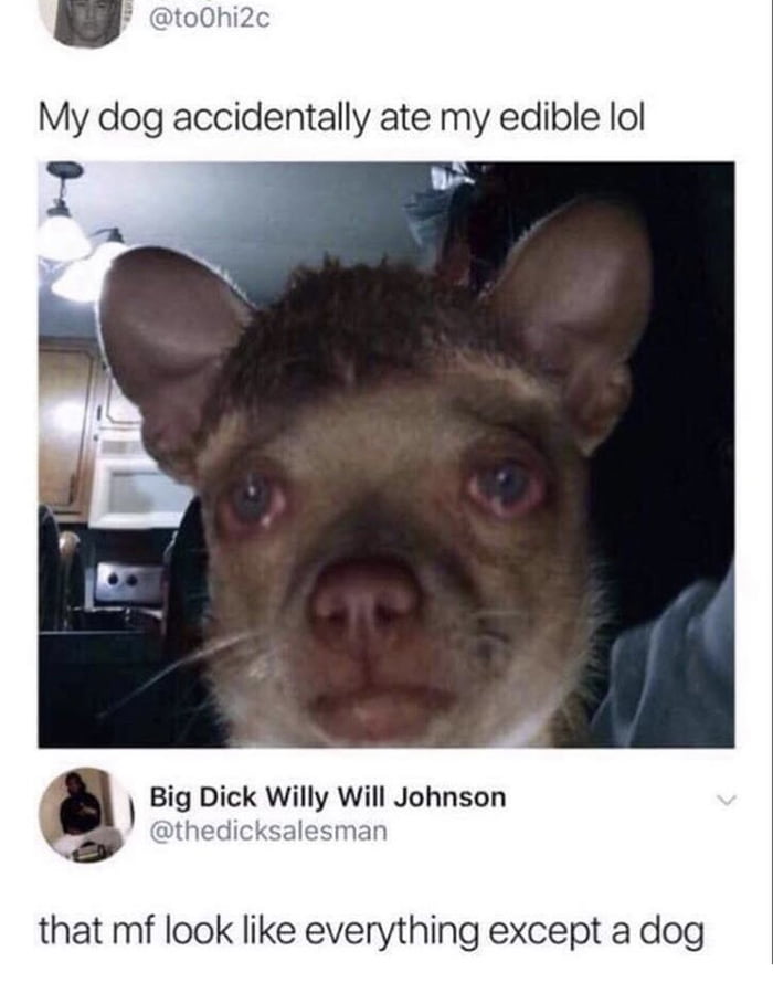 That ain’t a dog that’s Ricky - 9GAG