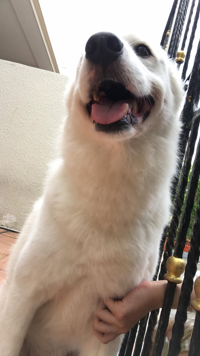 Is a giant white floof who luvs all scritches - 9GAG