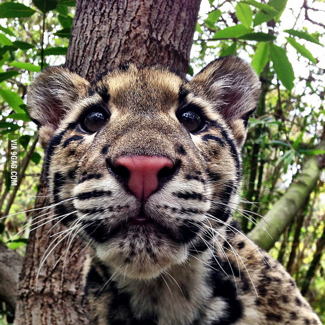 Clouded leopard close up - 9GAG