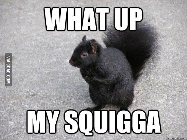 Black squirrel - 9GAG