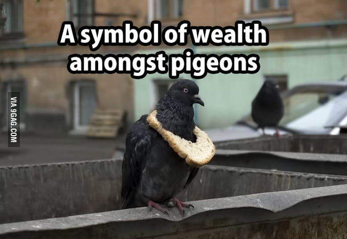Pigeon swag - 9GAG