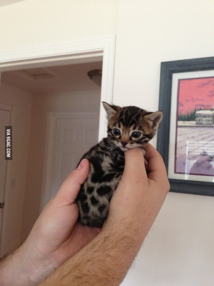 So tiny - 9GAG