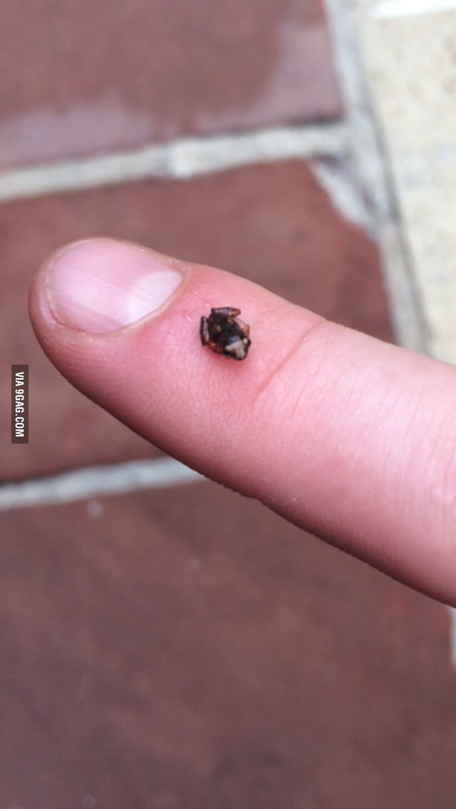 I thought I saw a bug jumping by my feet at the pool. Upon closer ...
