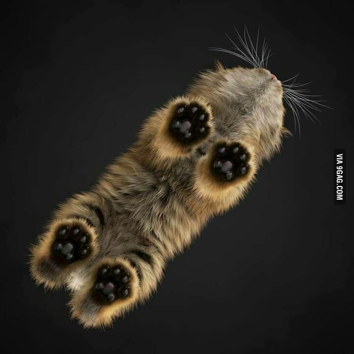 A cat from below.. - 9GAG