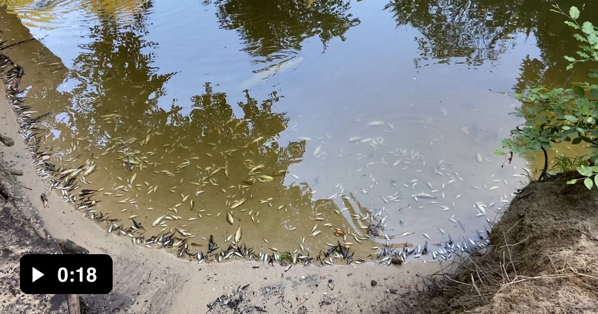 Now masses of fish are dying in german rivers too - 9GAG