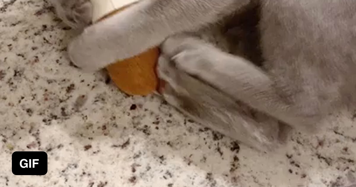 Her first time with catnip - 9GAG