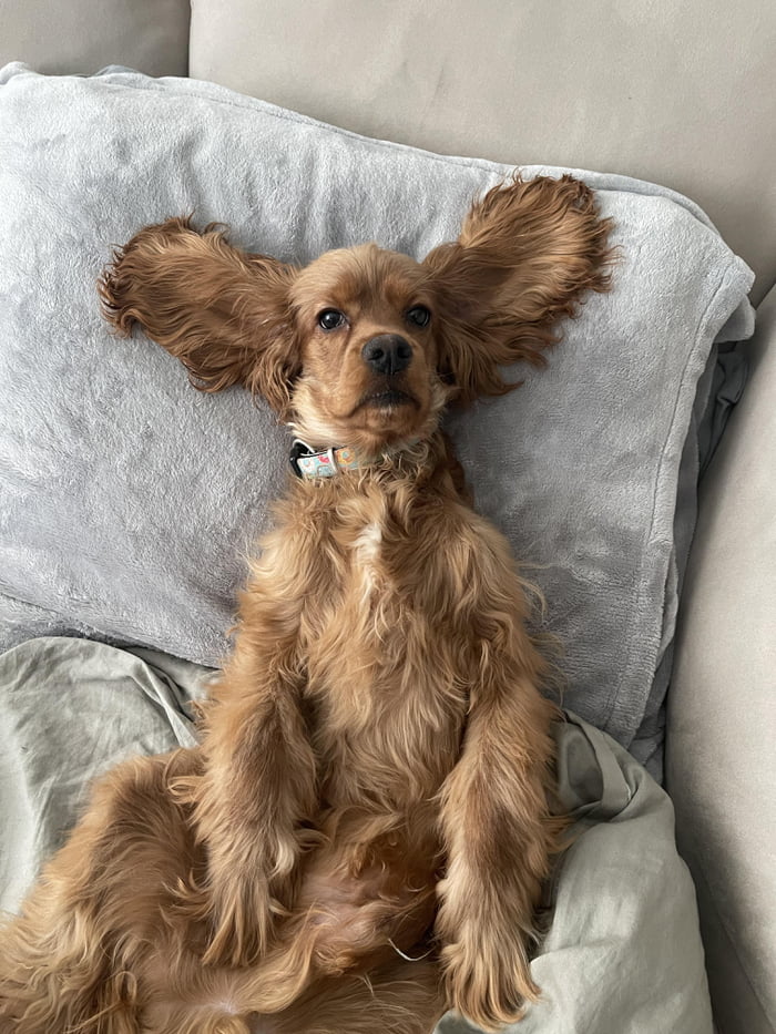 Small ears, big baby. - 9GAG