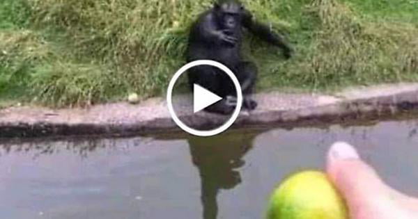 How to fool a monkey - 9GAG