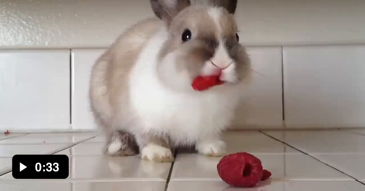 Little chungus eating raspberry - 9GAG