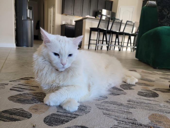 Walter just chillin on a Saturday - 9GAG