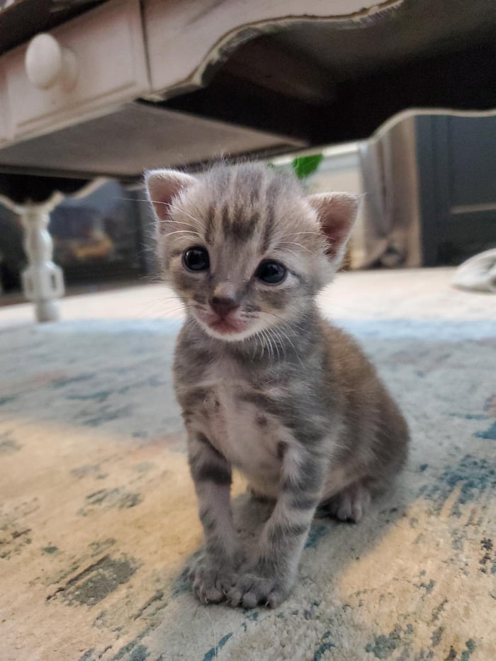 Vinny is starting to cat and it is awesome! - 9GAG