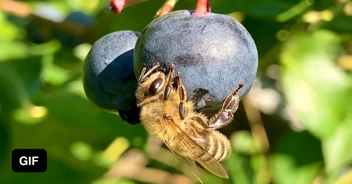 Bee appreciating springtime work in late summer - 9GAG