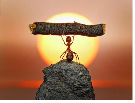 Russian photographer Andrey Pavlov takes the most mind-blowing macro ...
