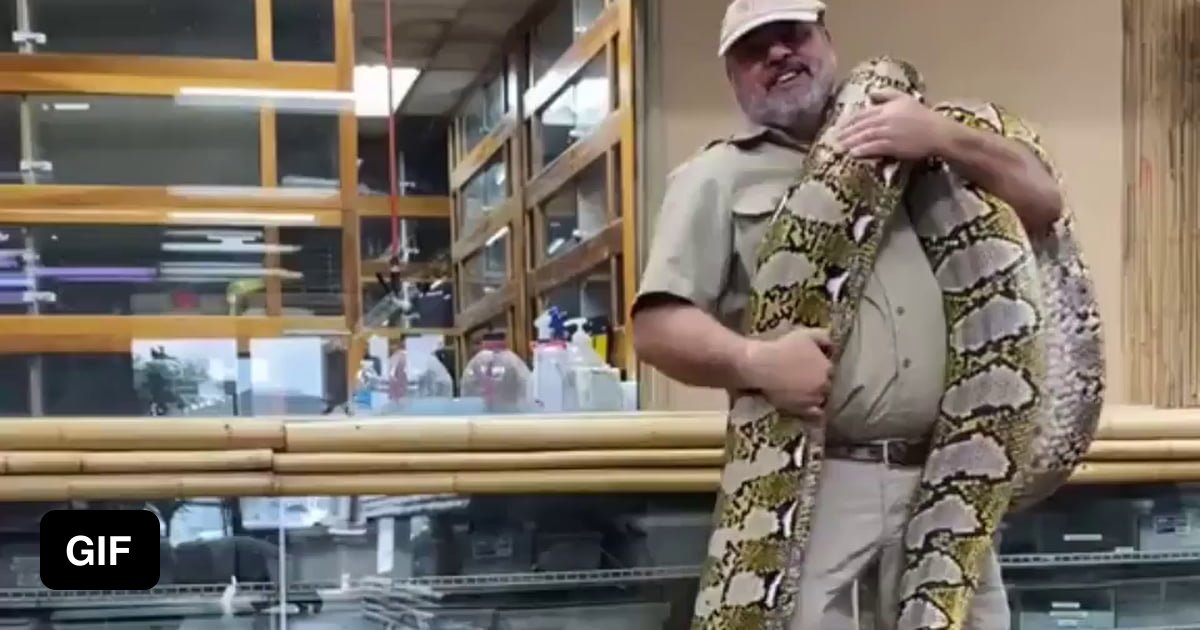 Reticulated Pythons. - 9GAG