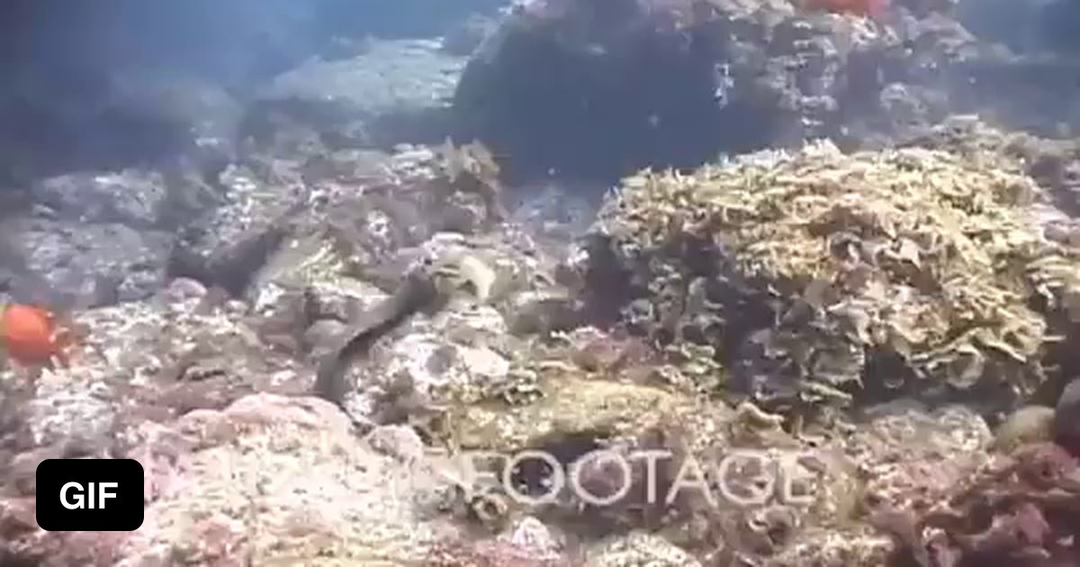 Underwater rodeo: Octopus rides a moray eel like a bull as the eel ...