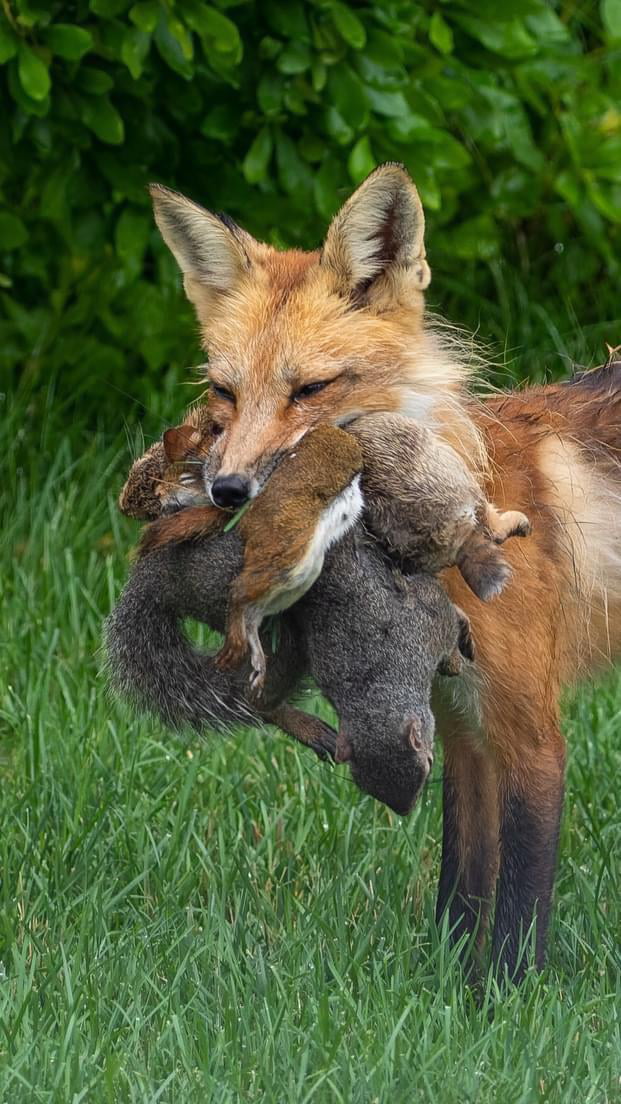 This fox, killer of rodents - 9GAG