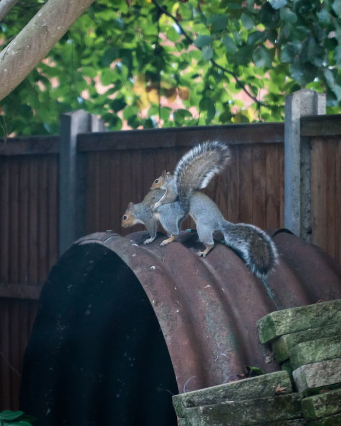 I witnessed a hero squirrel saving his bro from choking on nuts with ...