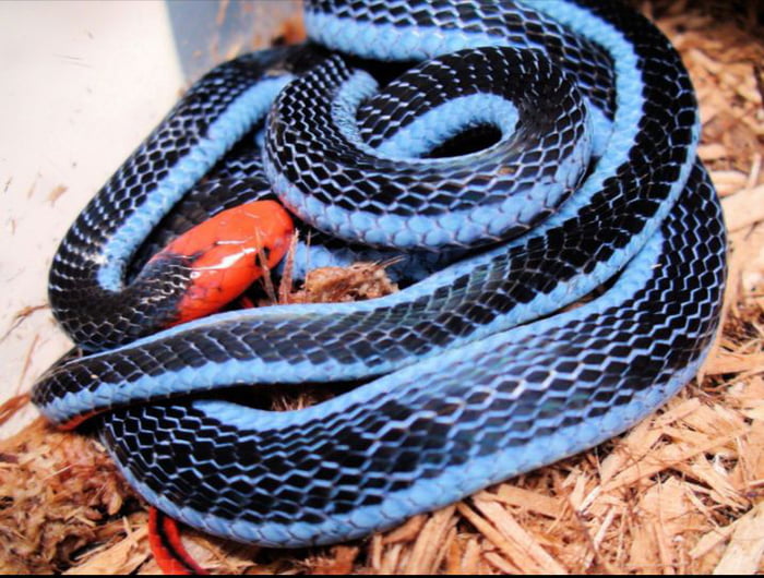Blue coral snake which is native to Southeast Asia has a venom that is ...