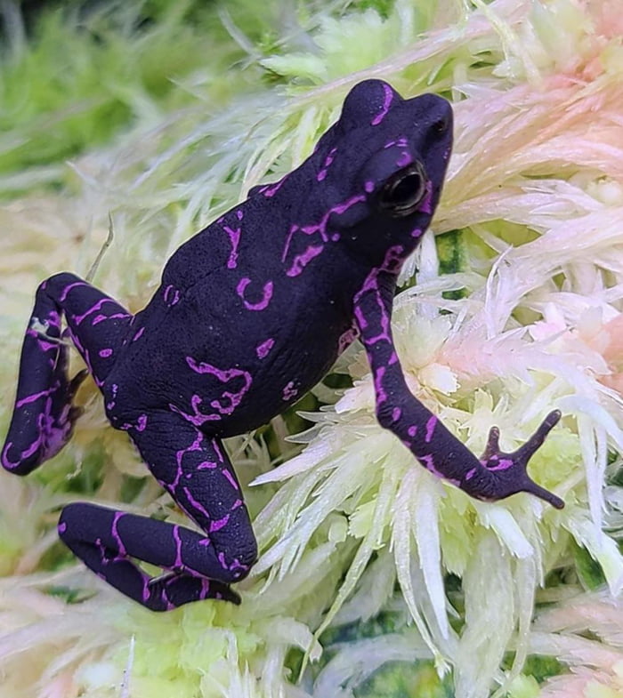 The world’s first captive bred Purple Toads!!! “Atelopus barbotini” - 9GAG