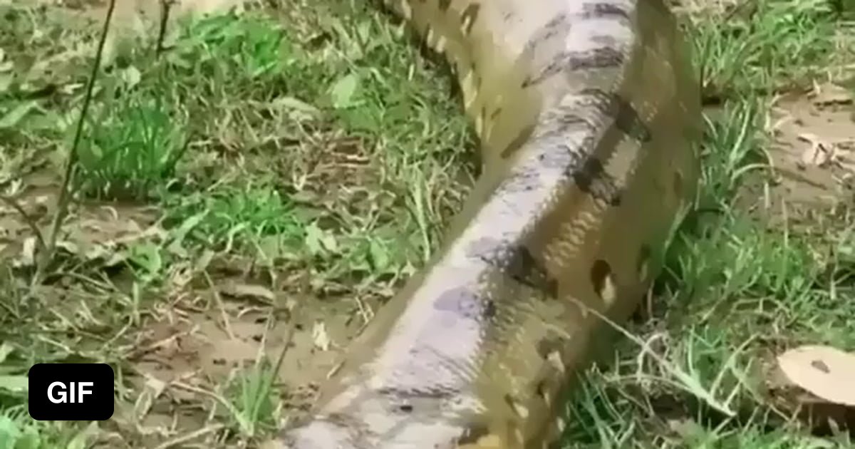 Sloth crawling past an anaconda - 9GAG