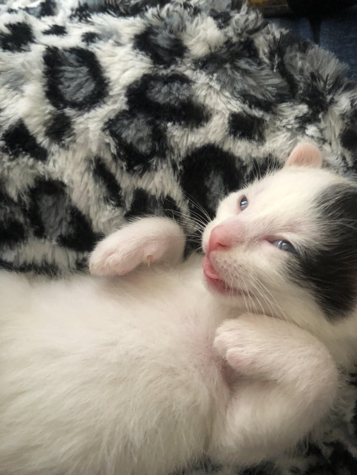 Too cute to handle - 9GAG