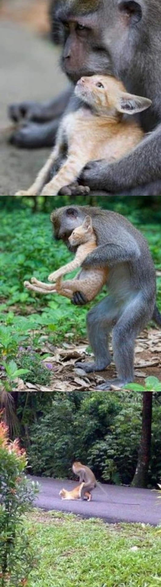 Good kitty, Yees kitty, Aaah kitty.. - 9GAG