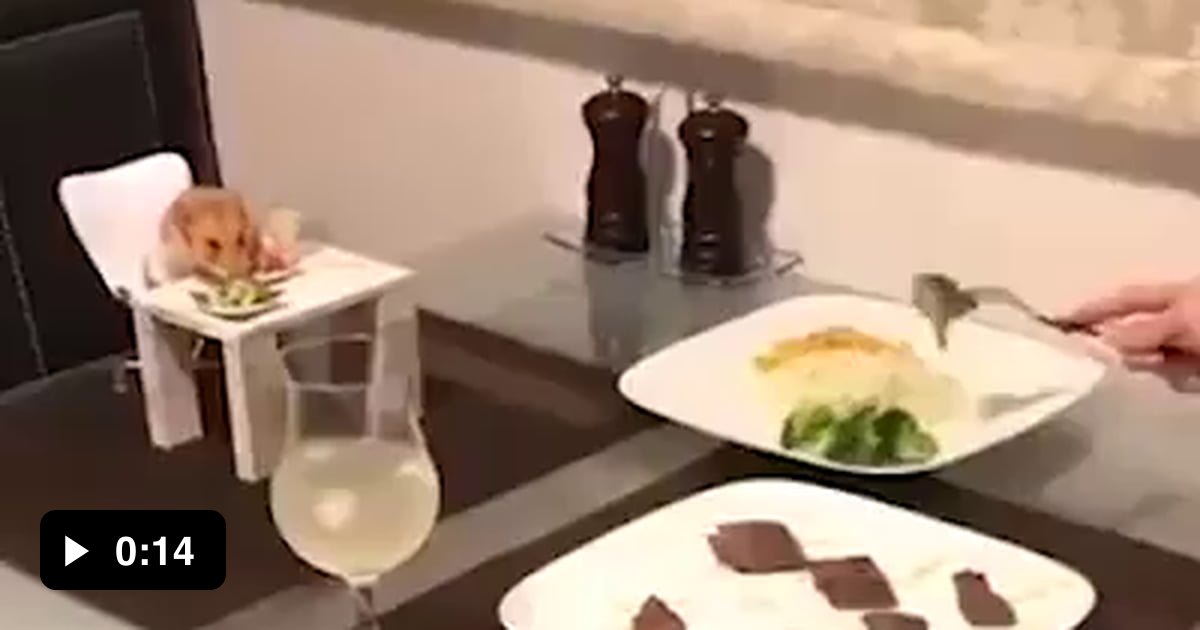 A well behaved dinner companion - 9GAG