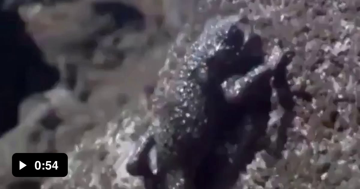 This is a pebble toad, so called because it has a unique escape ...