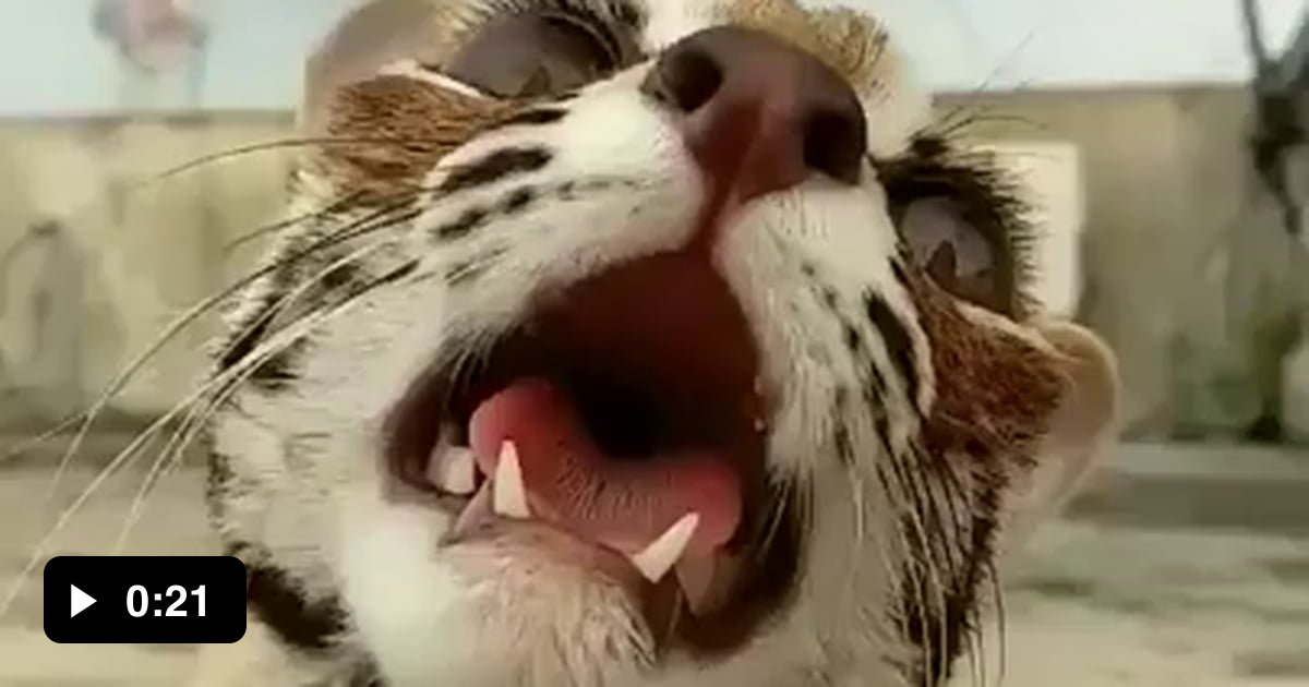 Just some ocelot scritches - 9GAG