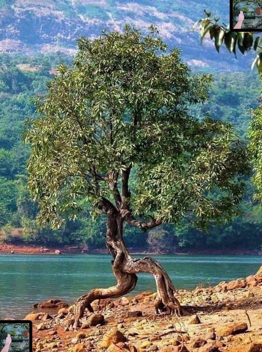 A tree that, in it’s desire for life, secretly tries to escape ...