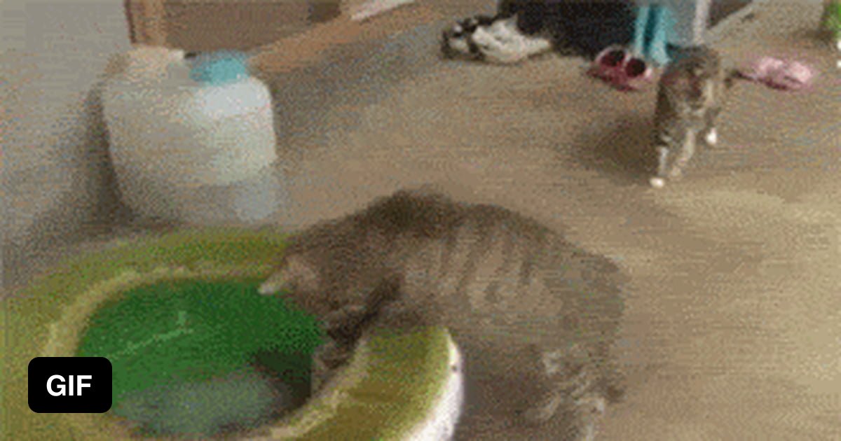 Cat vs Octopus - 9GAG