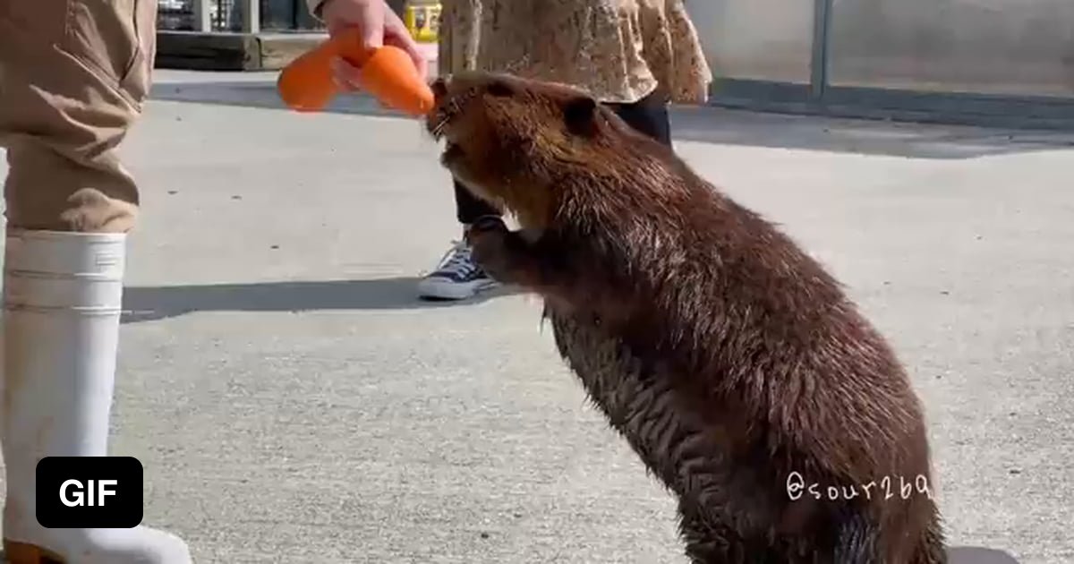 For my polish friends, bobr kurwa - 9GAG