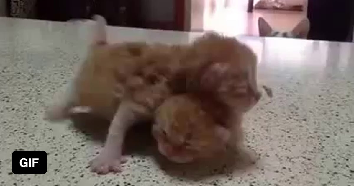 Shaman cat performs ritual, gives 9 lives to kittens - 9GAG