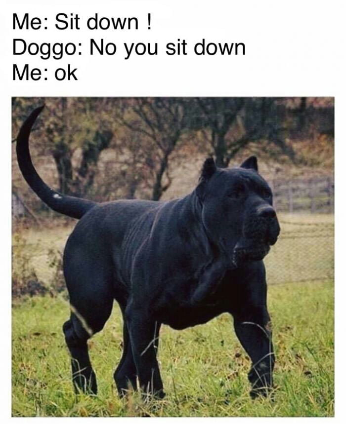 Ok doggo - 9GAG