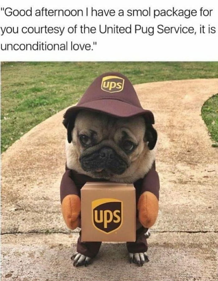 Smol package from smol pupper - 9GAG