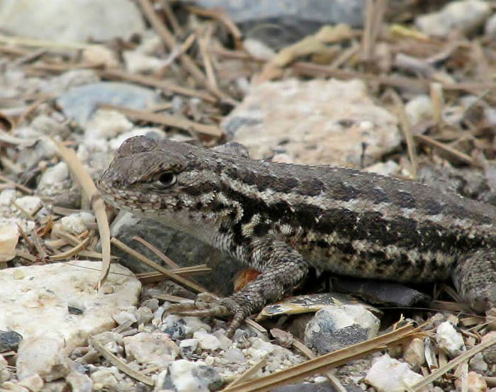 A lizard that posed at Yosemite National Park - 9GAG