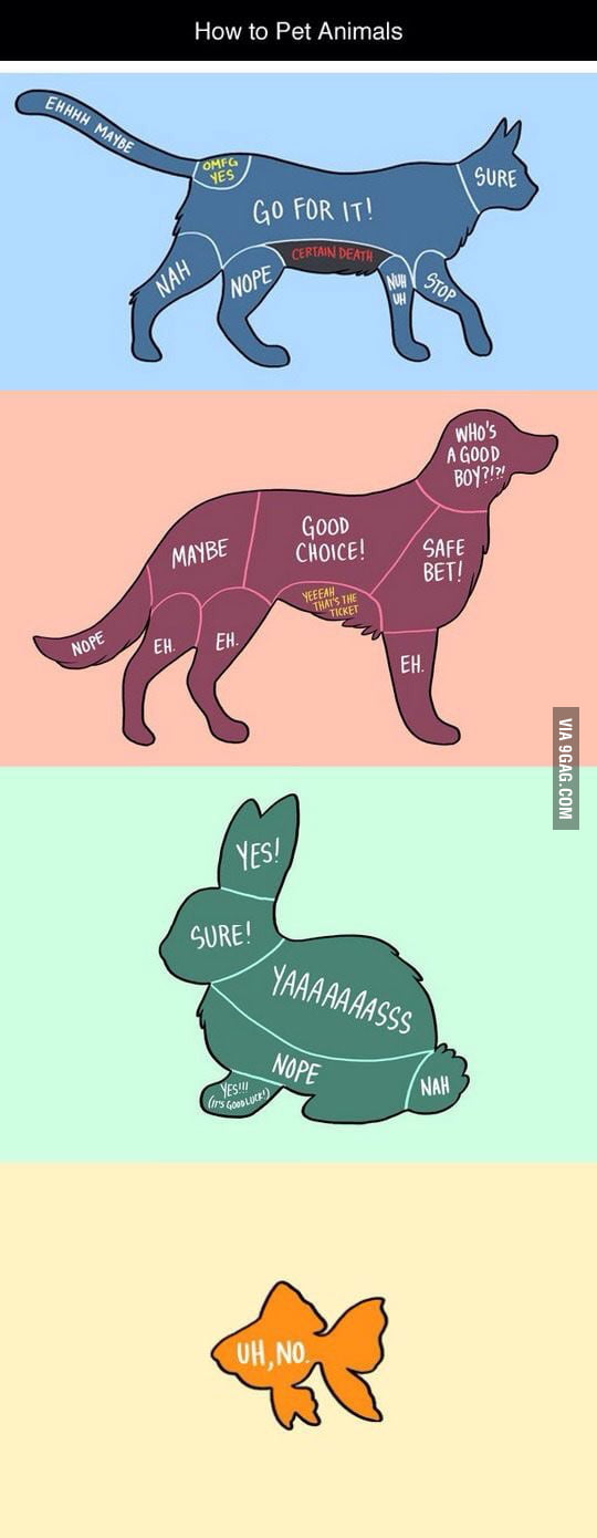how-to-pet-animals-9gag