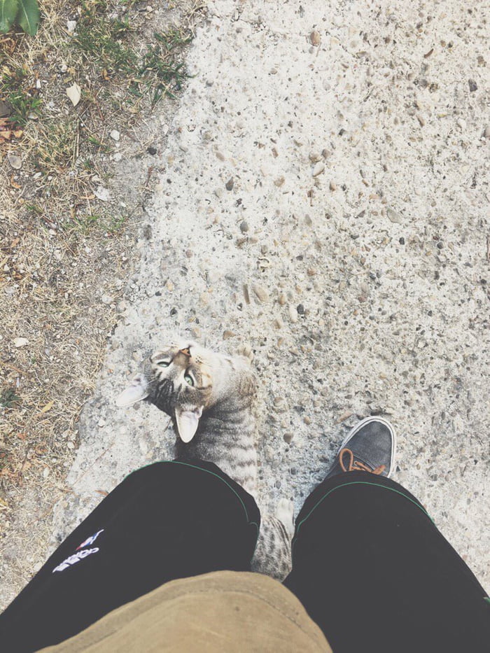 You don't choose the cat, the cat chooses you. - 9GAG