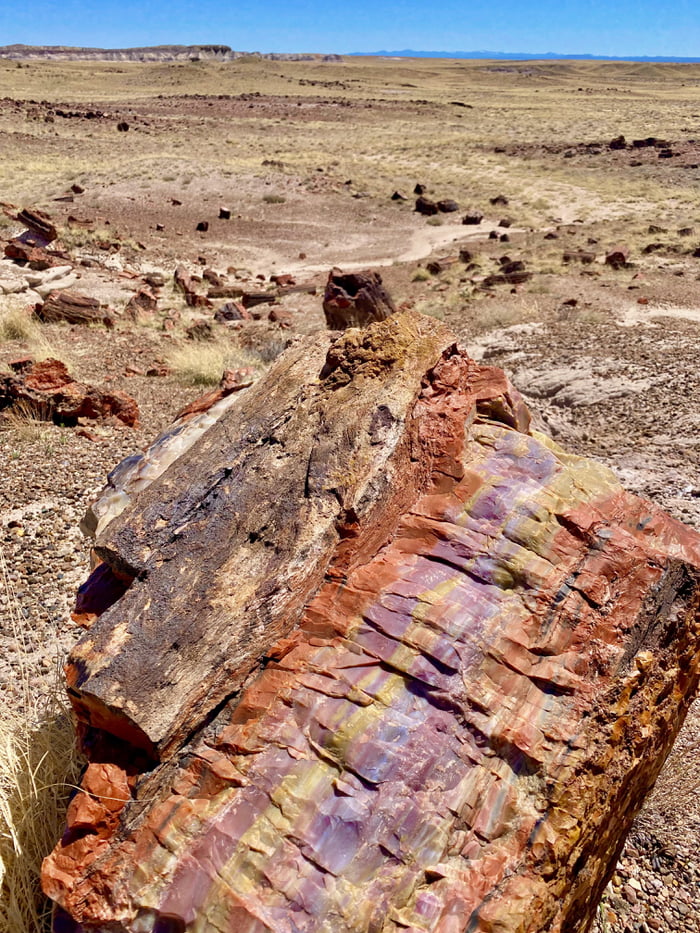 The colors and texture of this ~220 million year old petrified log - 9GAG