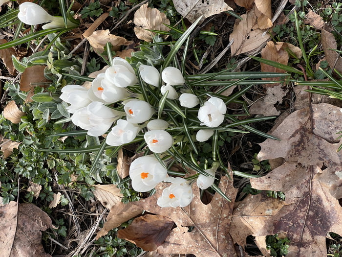 First flowers of spring... - 9GAG