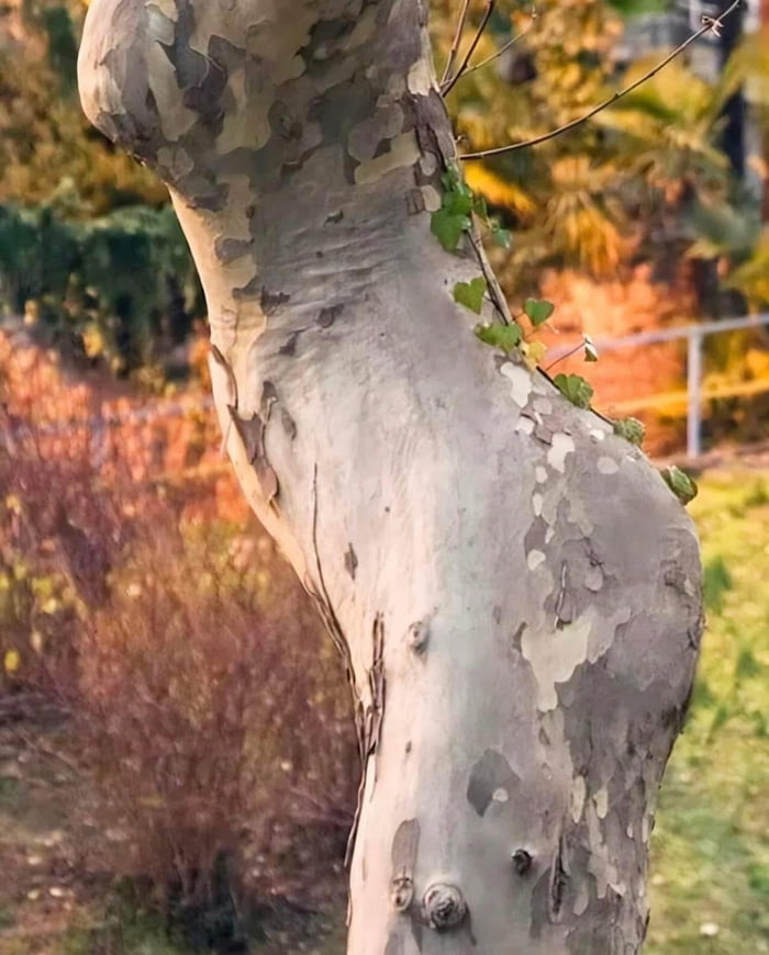 The Entwives have been found! - 9GAG