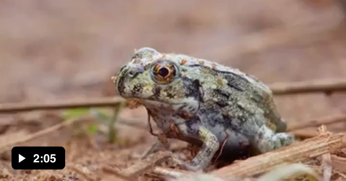 Dung beetle accidentally runs over frog with his little dung ball - 9GAG