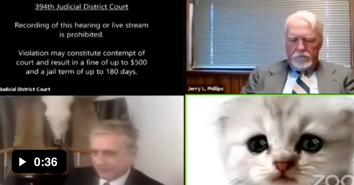 I'm not a cat /⁠ᐠ⁠｡⁠ꞈ⁠｡⁠ᐟ⁠\ - 9GAG