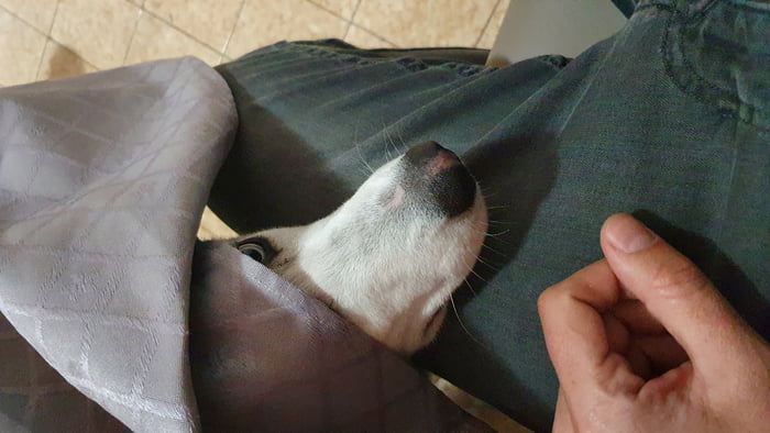 Got to pay the cheese tax! And boop a snoot! - 9GAG