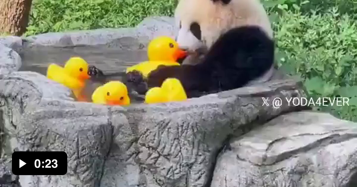 Bro forgot he’s a bear - 9GAG